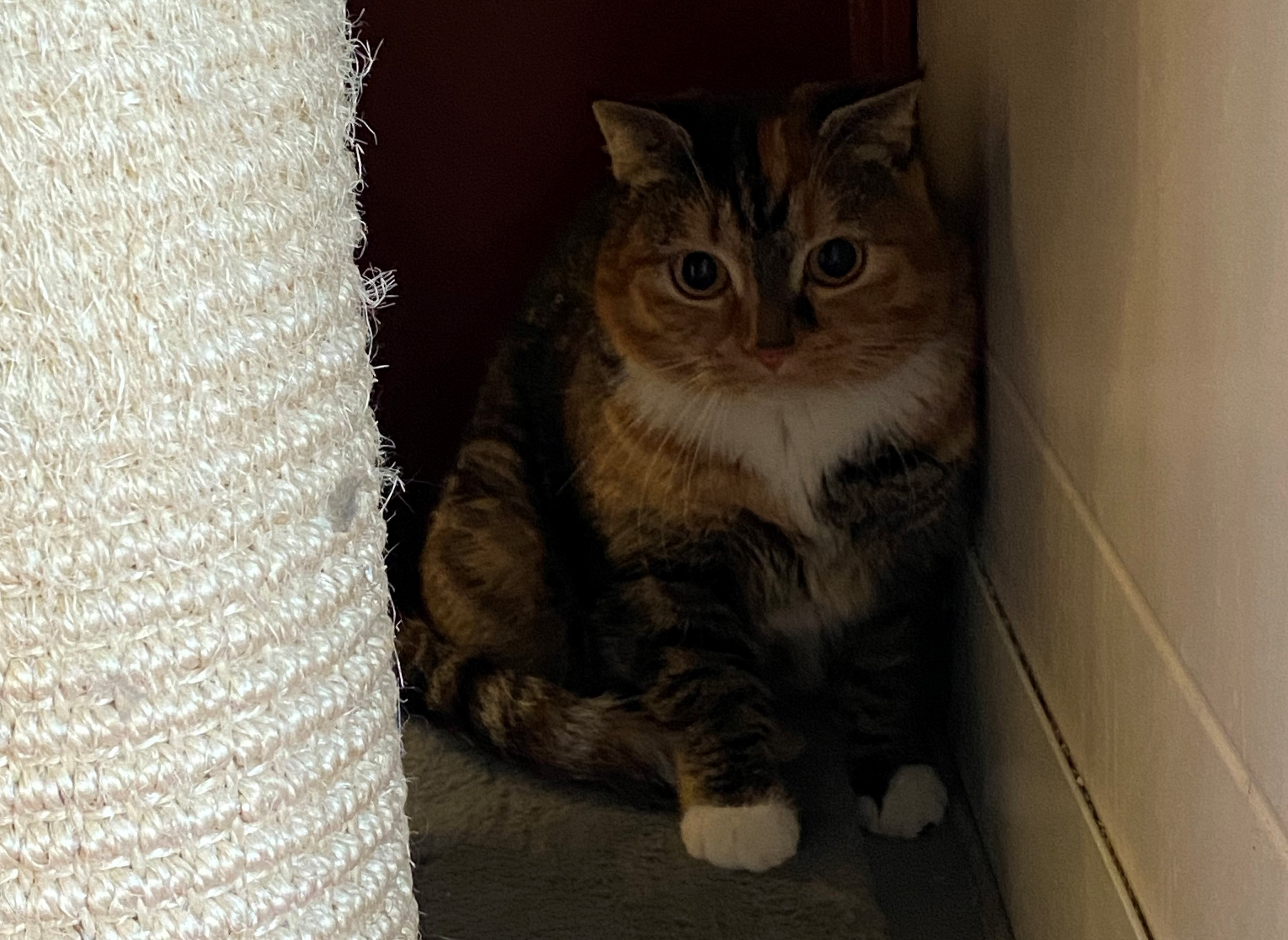 Kat dumpet på motorvej | Dyrenes Beskyttelse